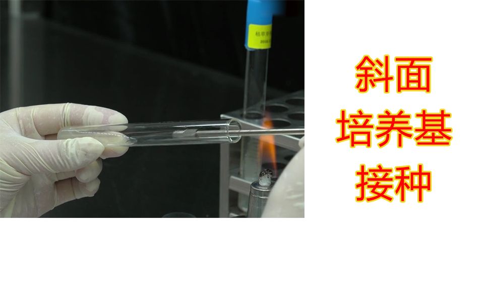 【实验】斜面培养基微生物接种