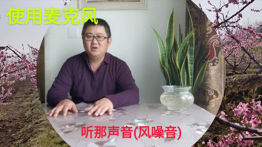 领夹式无线麦克风真的好用吗?余月从羊棚试到桃林,效果出乎意料
