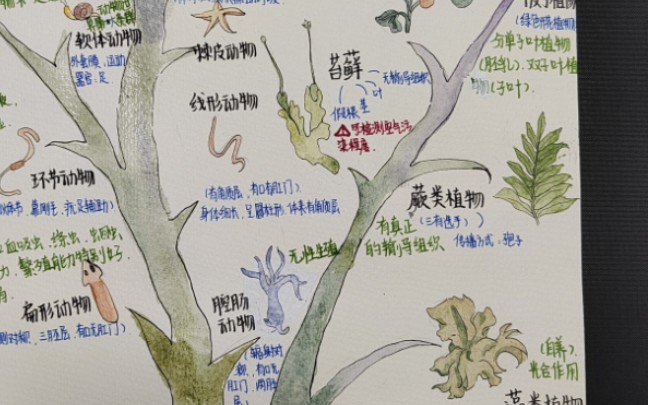 生物进化树.思维导图