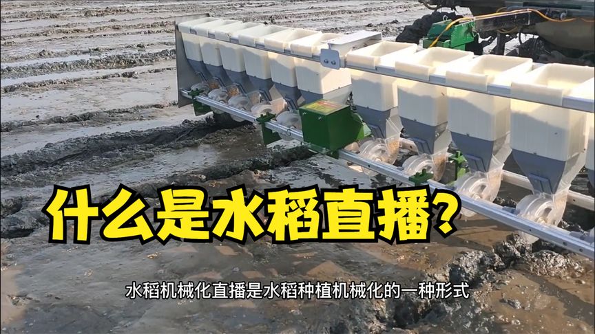 什么是水稻直播?直播栽培是什么?
