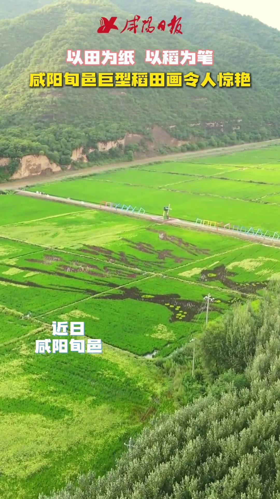 以田为纸以稻为笔咸阳旬邑巨型稻田画令人惊艳#稻田画#美景来源:@旬邑融媒