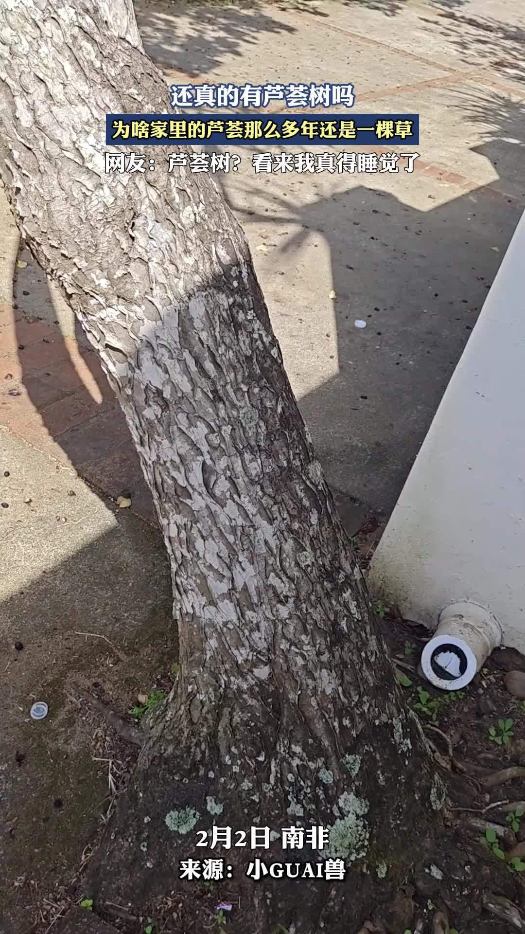 还真的有芦荟树,为啥家里的芦荟那么多年还是一棵草?