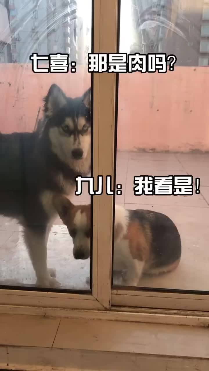 相信我!每一次暂停,都是一个表情包