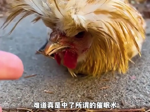 画一条直线,能把一只鸡定住