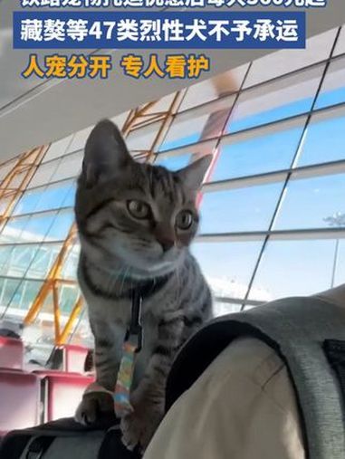 4月8日起,京沪高铁将在部分车次试点宠物托运服务,覆盖北京南、济南...