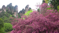 谷建芬热歌《读唐诗》太走心了,果断单曲循环