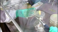 一驰檀香木油手工皂抑菌杀菌实验