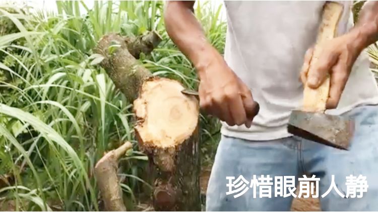 挖一棵芒果树桩来制作成盆景,锯掉枝干整形,师傅这样制作见过吗