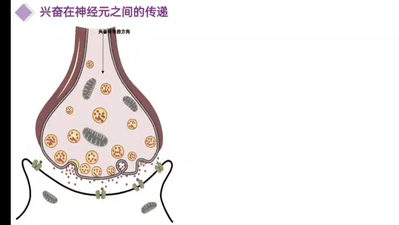 兴奋在神经元之间传递过程