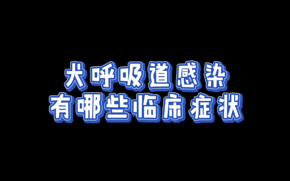 【宠壹堂】家里狗狗有哪些症状表示出患有呼吸道感染?