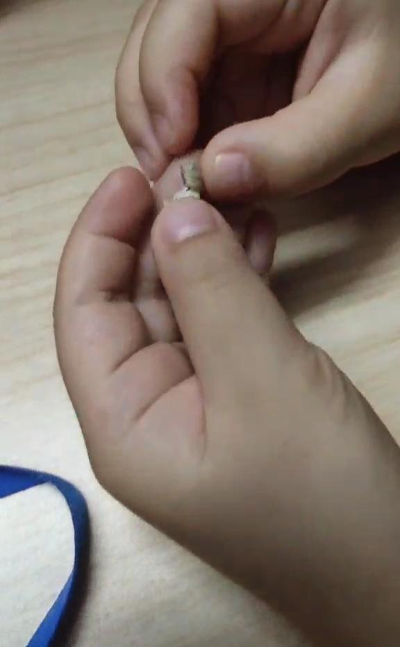 蚕蜕皮全过程