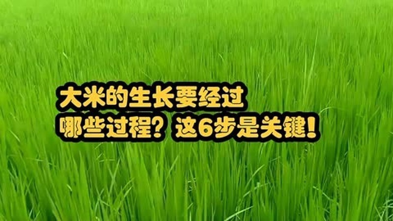 大米的生长要经过哪些过程这6步是关键!
