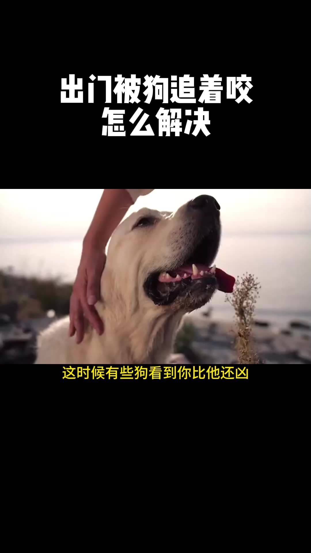 出门被狗追着咬,怎么解决?