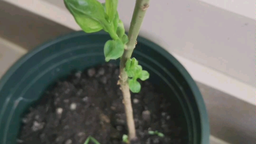 记录:草莓,蓝莓生长!
