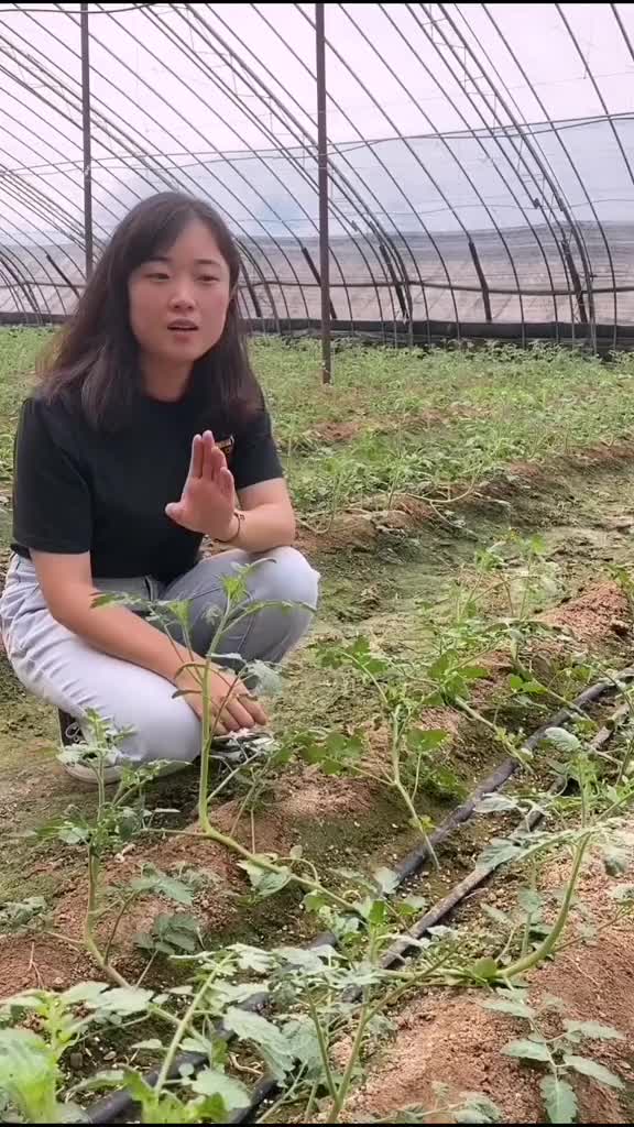 种植西红柿这项关键操作,千万别落下#种菜