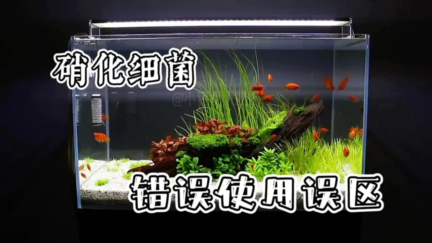 硝化细菌使用几大误区,你踩坑了那个