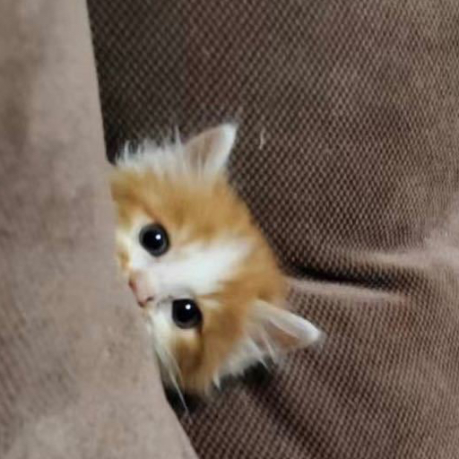 CHICOLOCO 