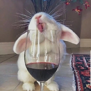 蜜桃味的章鱼小丸子 