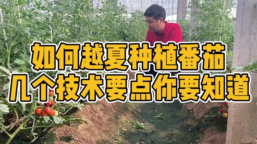 想要越夏种植番茄,几个关键技术很重要,这几点你得知道!