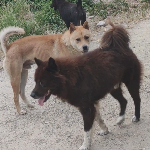 中华田园犬逆袭 