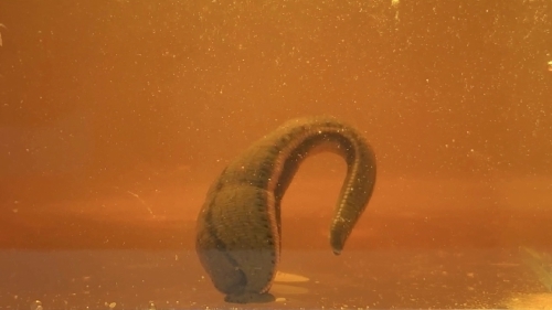 把蚂蟥扔进999感冒灵颗粒里!会发生什么事?