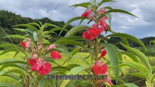 凤仙花绝美生长地大揭秘!这些角落竟藏着惊艳花海