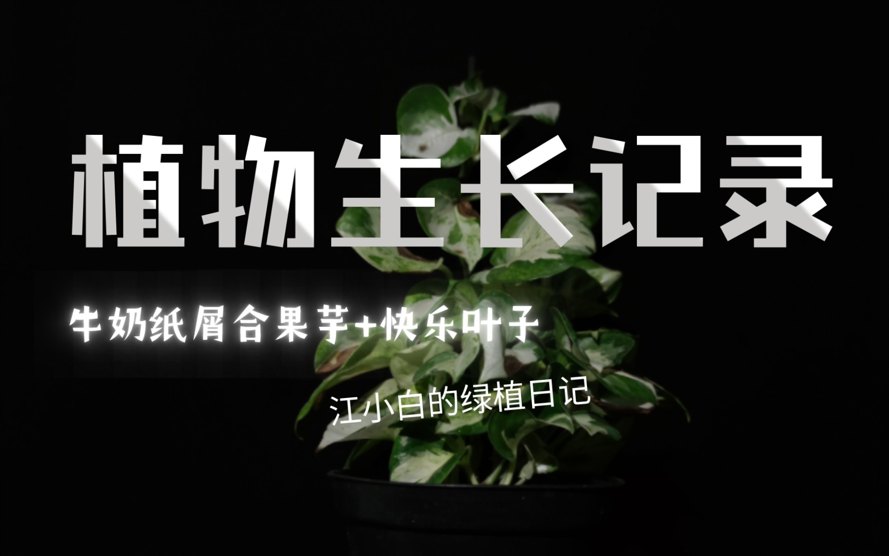 【植物生长记录】记录一下两盆养了3个月的观叶植物