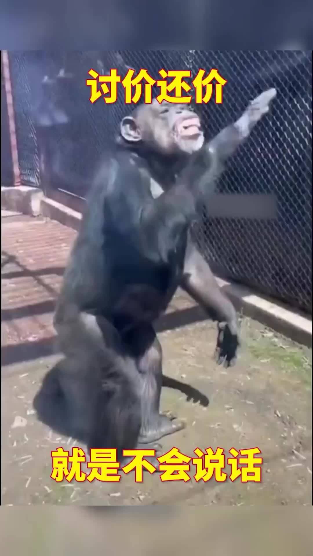 讨价还价#搞笑