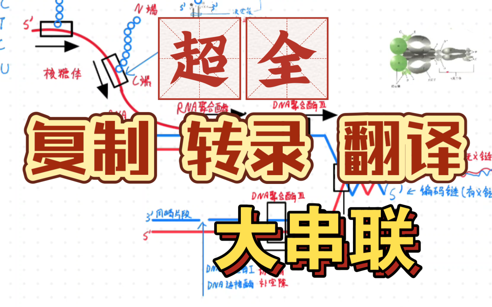 #考研生化#复制 转录 翻译三大过程一次理清