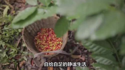 种植阿拉比卡和罗布斯塔的区别是什么?瑰夏咖啡豆为什么很贵?