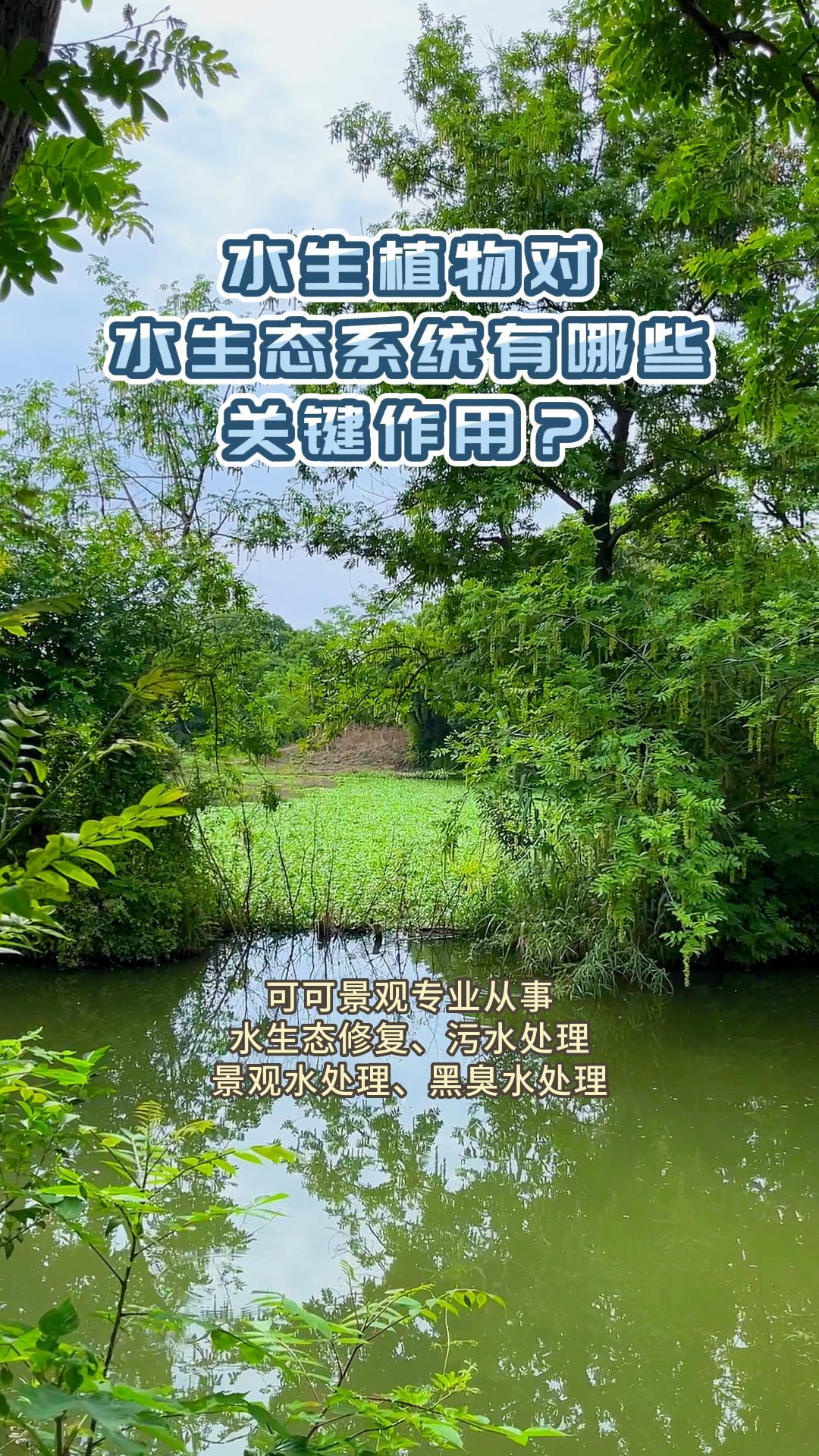 水生植物对水生态系统有哪些关键作用?水生态修复方案,水生态修复...