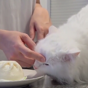 太阳变成了一只小鸟 