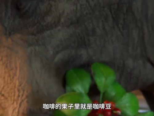 世界最昂贵的咖啡究竟是怎么生产的?有用内容创作计划