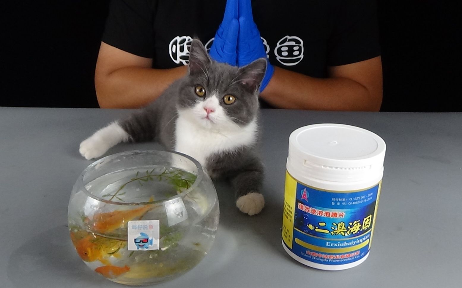 要想养鱼不死鱼,这种杀菌药,就别在鱼缸里放了!哗仔宠物鱼开箱