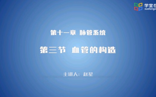 运动解剖学-脉管系统-血管的构造
