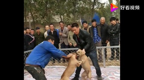 你见过这样斗狗的吗?眼前的这一幕,请原谅我不厚道地笑了!