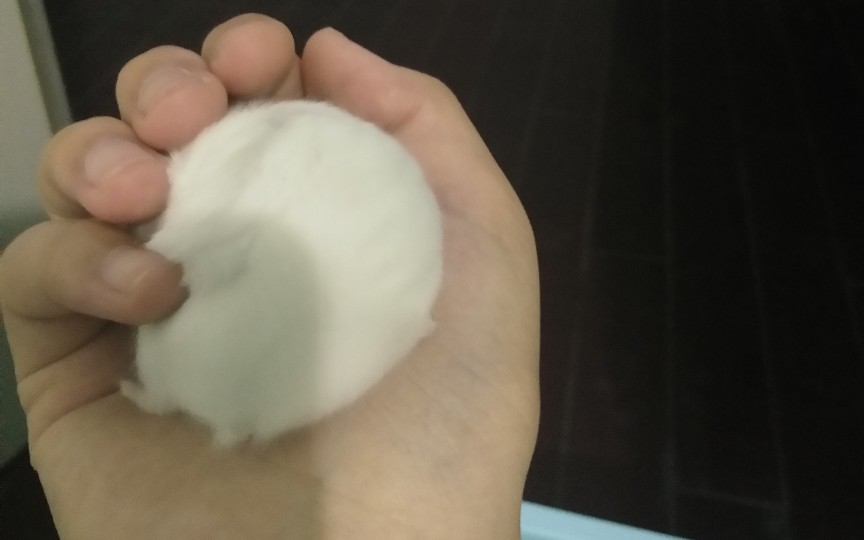 【仓鼠】养仓心得-仓鼠观察日记11