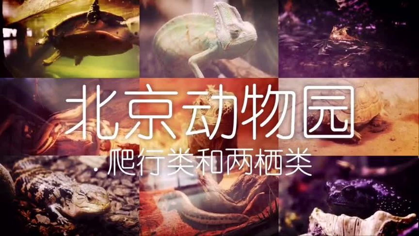 #爬行类动物 #两栖类动物 #北京动物园 #动物