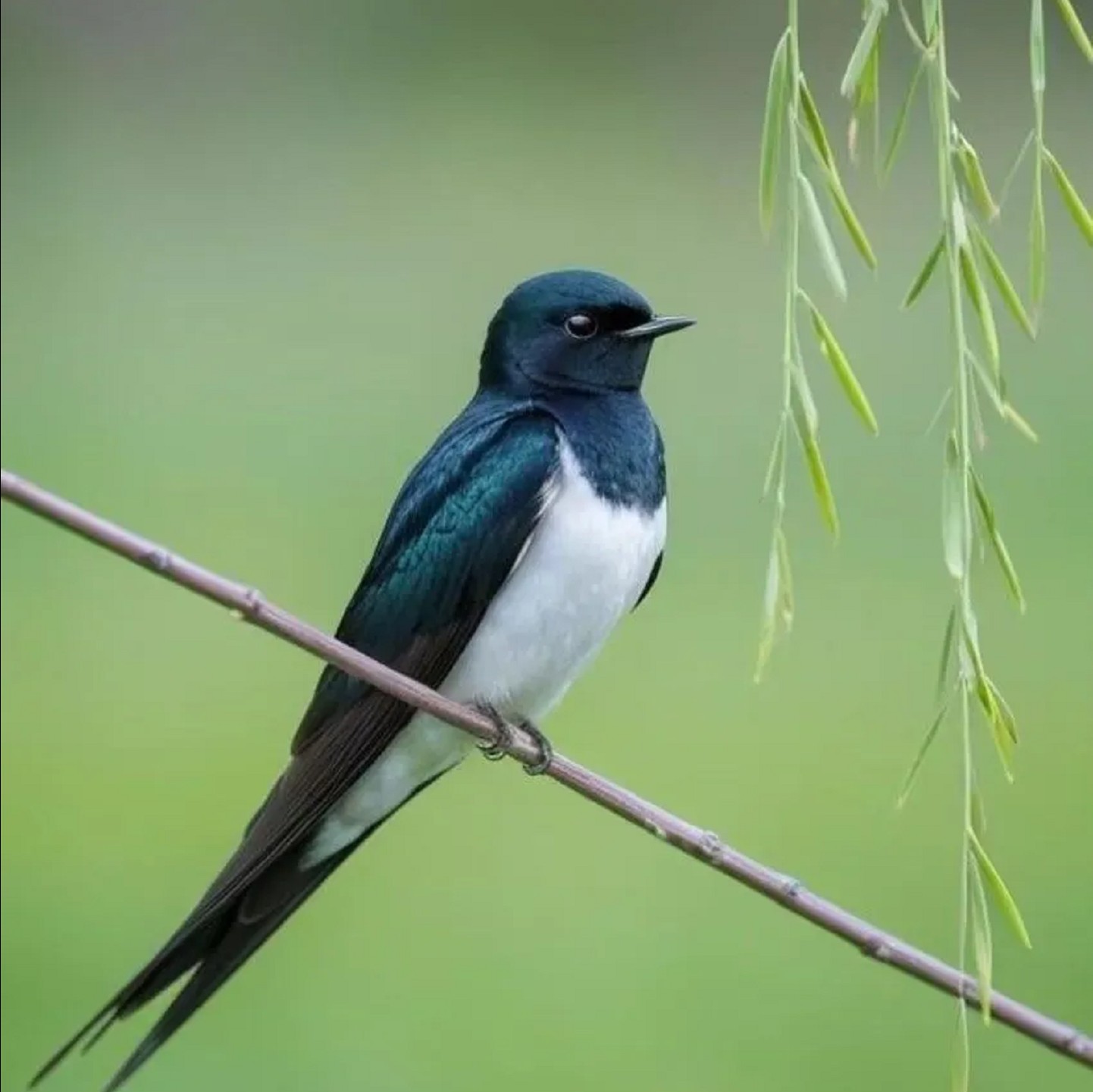闲看蜜蜂由蜜意 