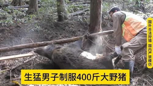 设置简易陷阱捕捉野猪,野猪疯狂挣扎反击,最终还是猎人技高一筹