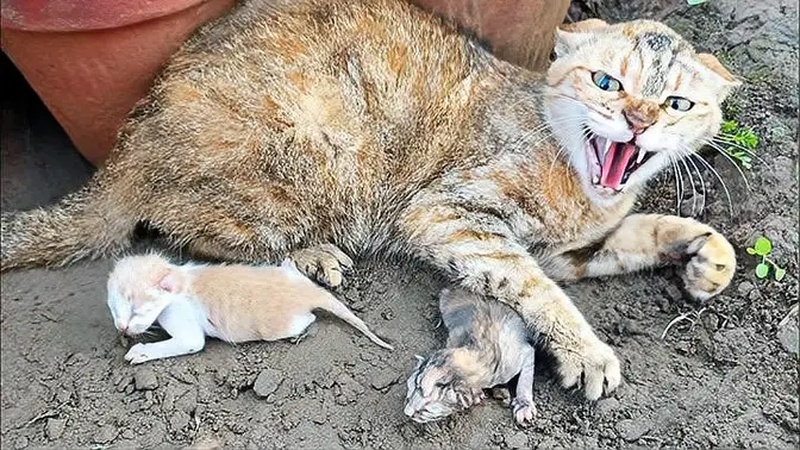 流浪猫妈看见大狗将小猫咬死后,性情大变,男子用爱温暖它!