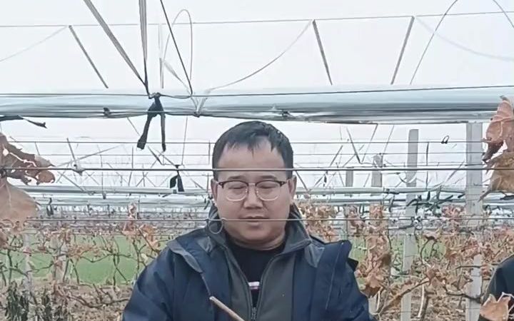 分享葡萄栽培技术,不是很完美,但是很用心,不足之处,多多指教.