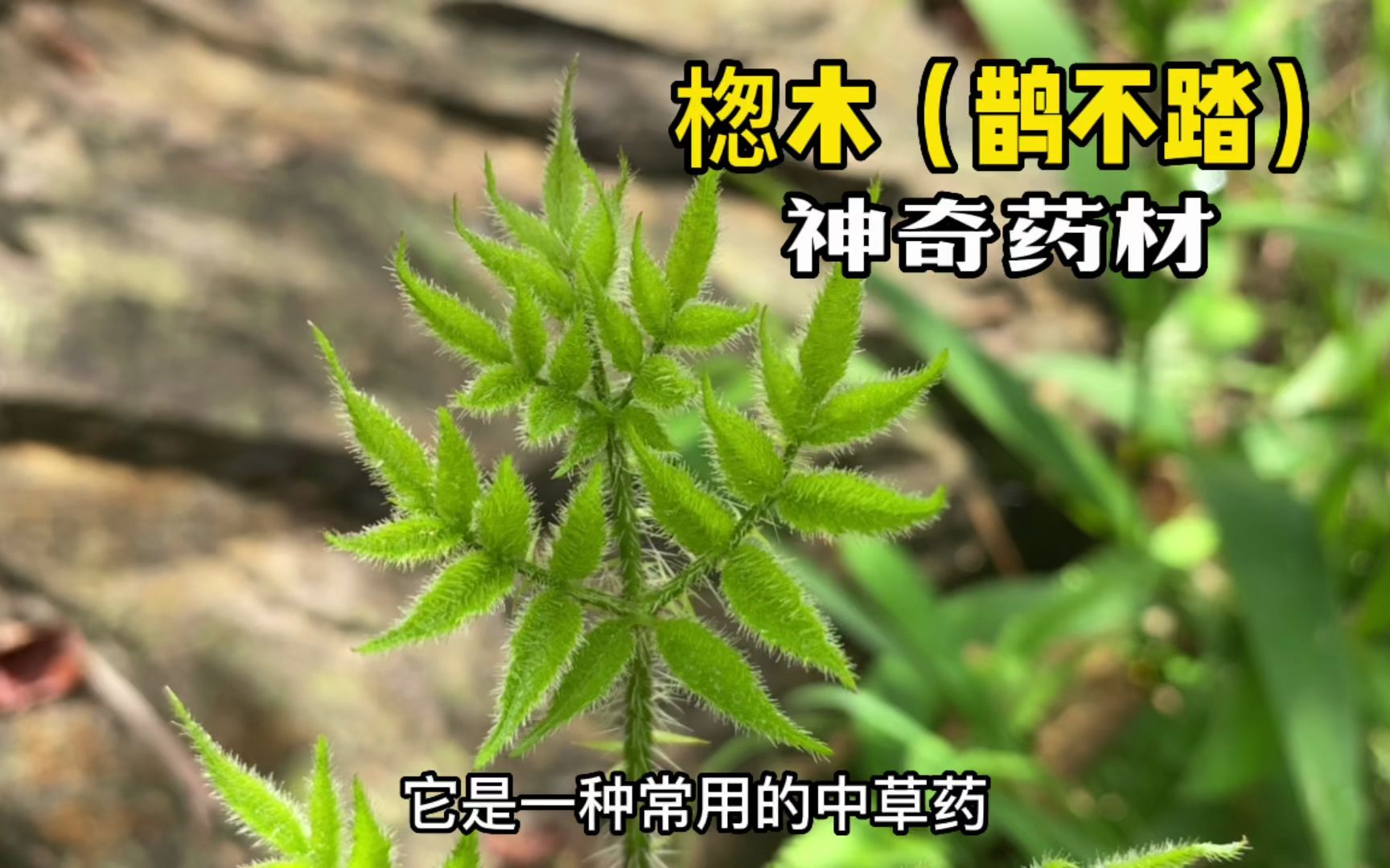 浑身长满刺的檧木,却深得大家喜爱,这些用途价值你可知道?