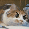 猫鱼君 
