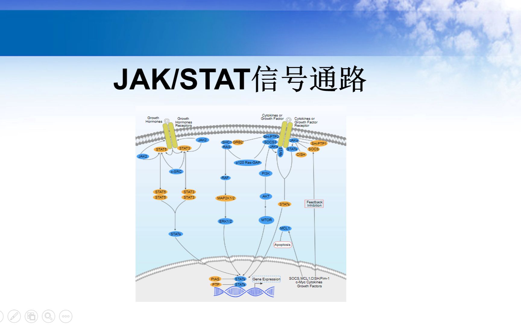 JAK-STAT信号通路
