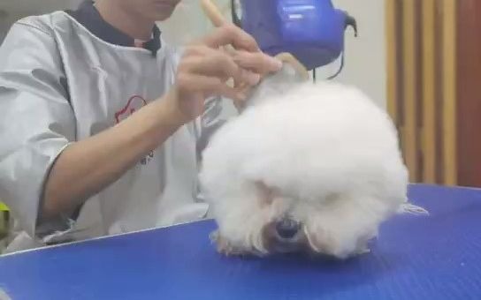 广州学宠物美容去哪里比较好?宠物美容培训班排行榜前十名