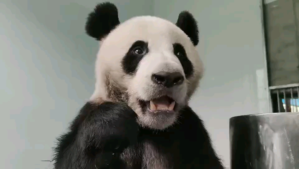 (熊猫灵岩考古)胖岩小时候的车座子脸