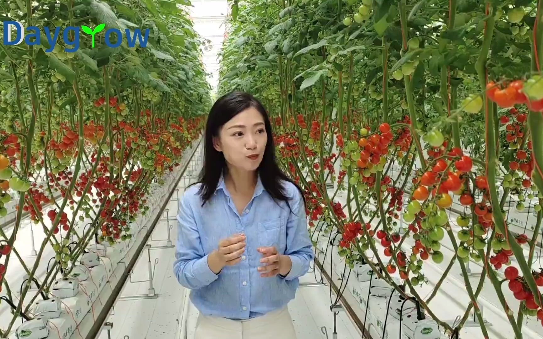 项目分享| | 看万州 | 无土栽培 | 荷兰模式 | 现代温室 | 现代农业 | 乡村...