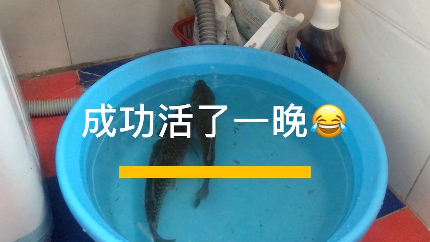 自制增氧泵!哈哈ߘ