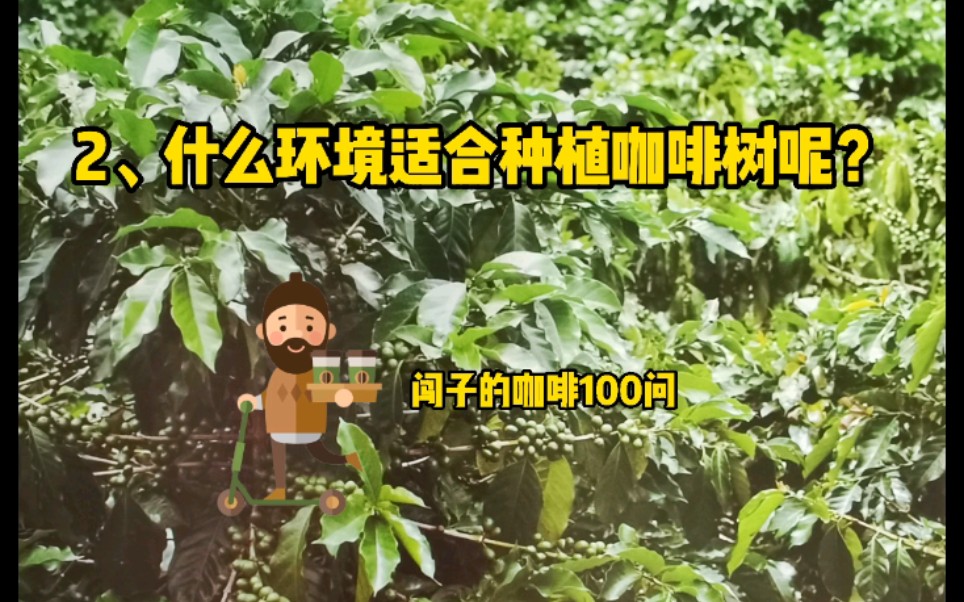 咖啡100问之什么环境适合咖啡树的生长?咖啡 咖啡知识干货 咖啡知识